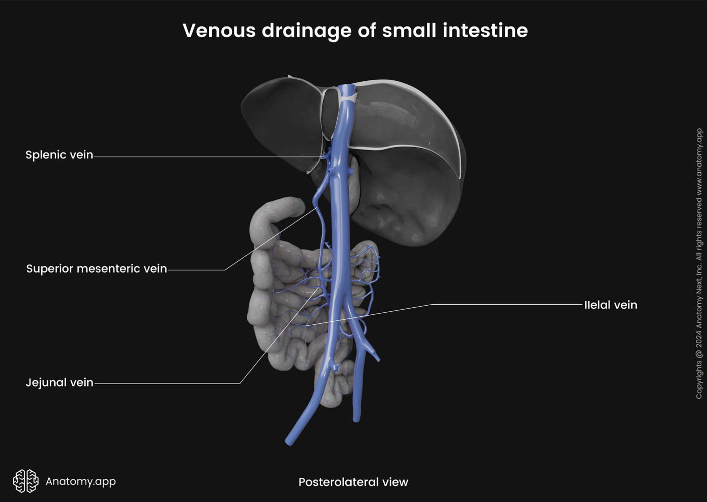 Venous drainage of small intestine | Anatomy.app