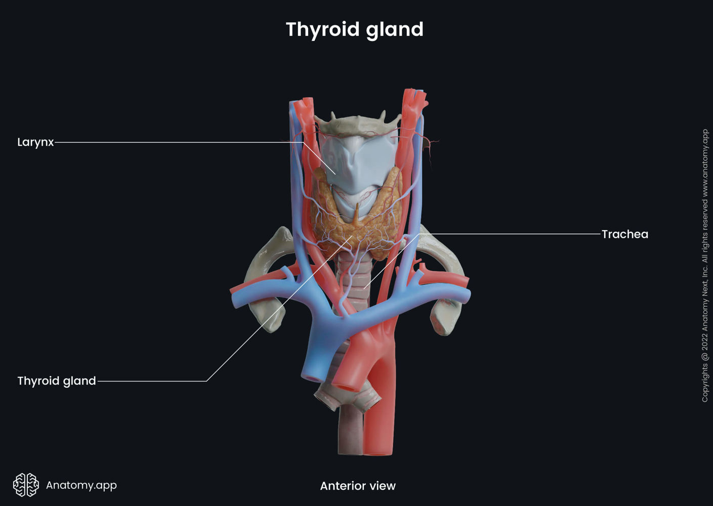 Thyroid gland (anterior view) | Anatomy.app