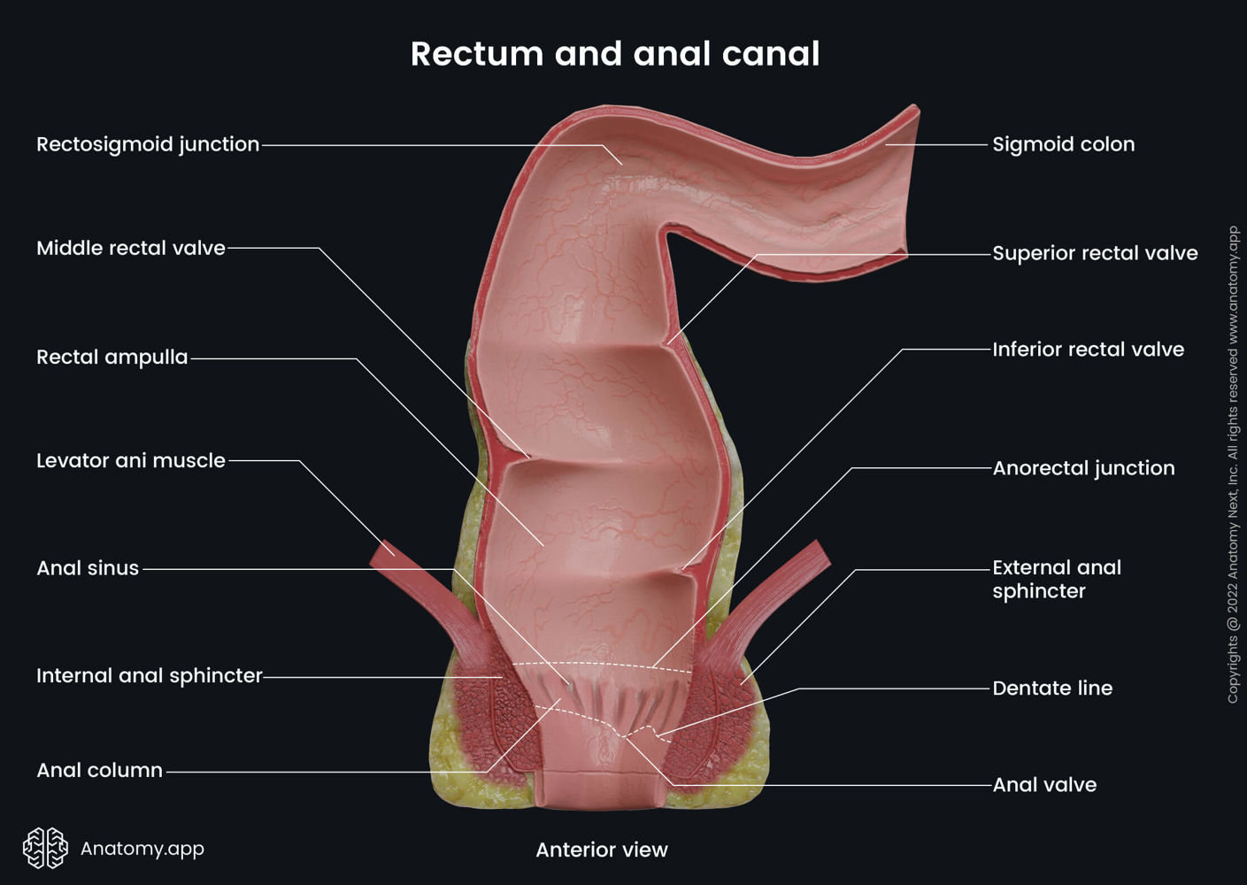 Rectum and anal canal | Anatomy.app