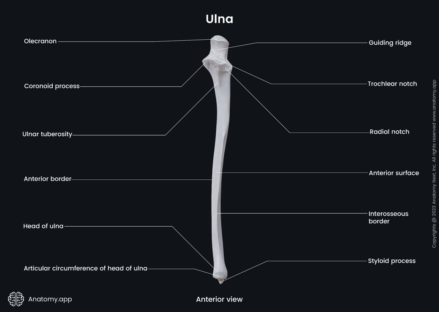Ulna (anterior view) | Anatomy.app