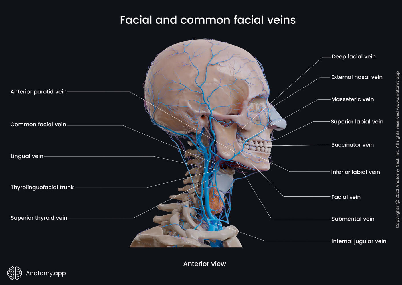 Facial and common facial veins (lateral view) | Anatomy.app