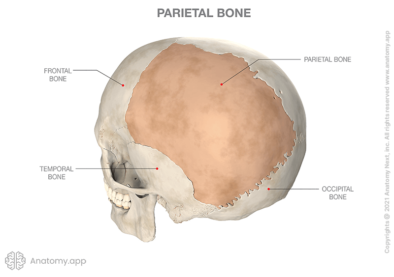 Parietal Eminence Parietal Bone | Complete Anatomy