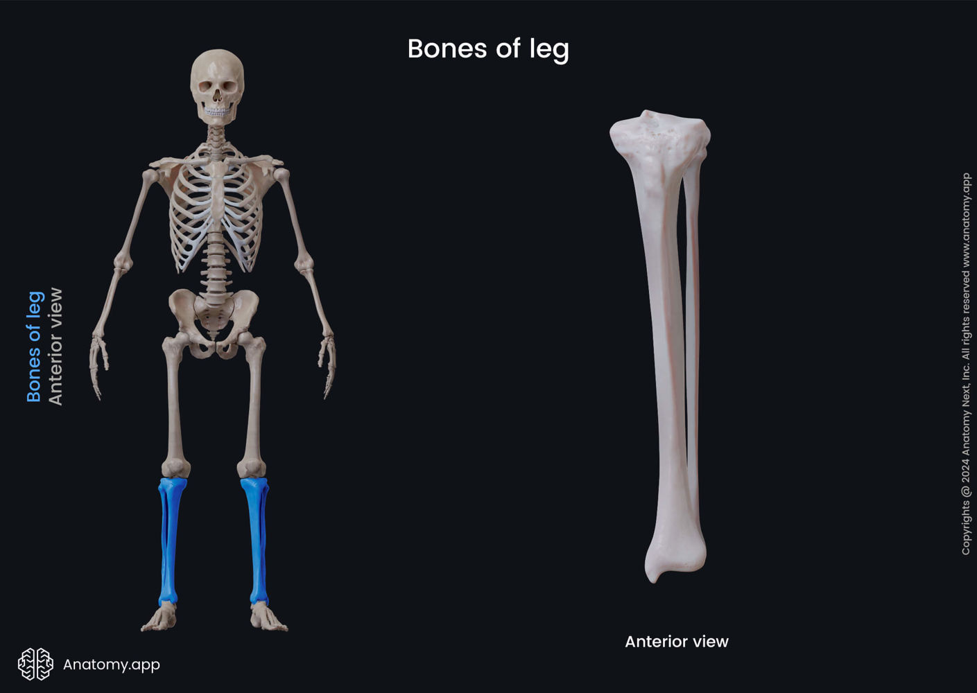 Bones of leg | Anatomy.app