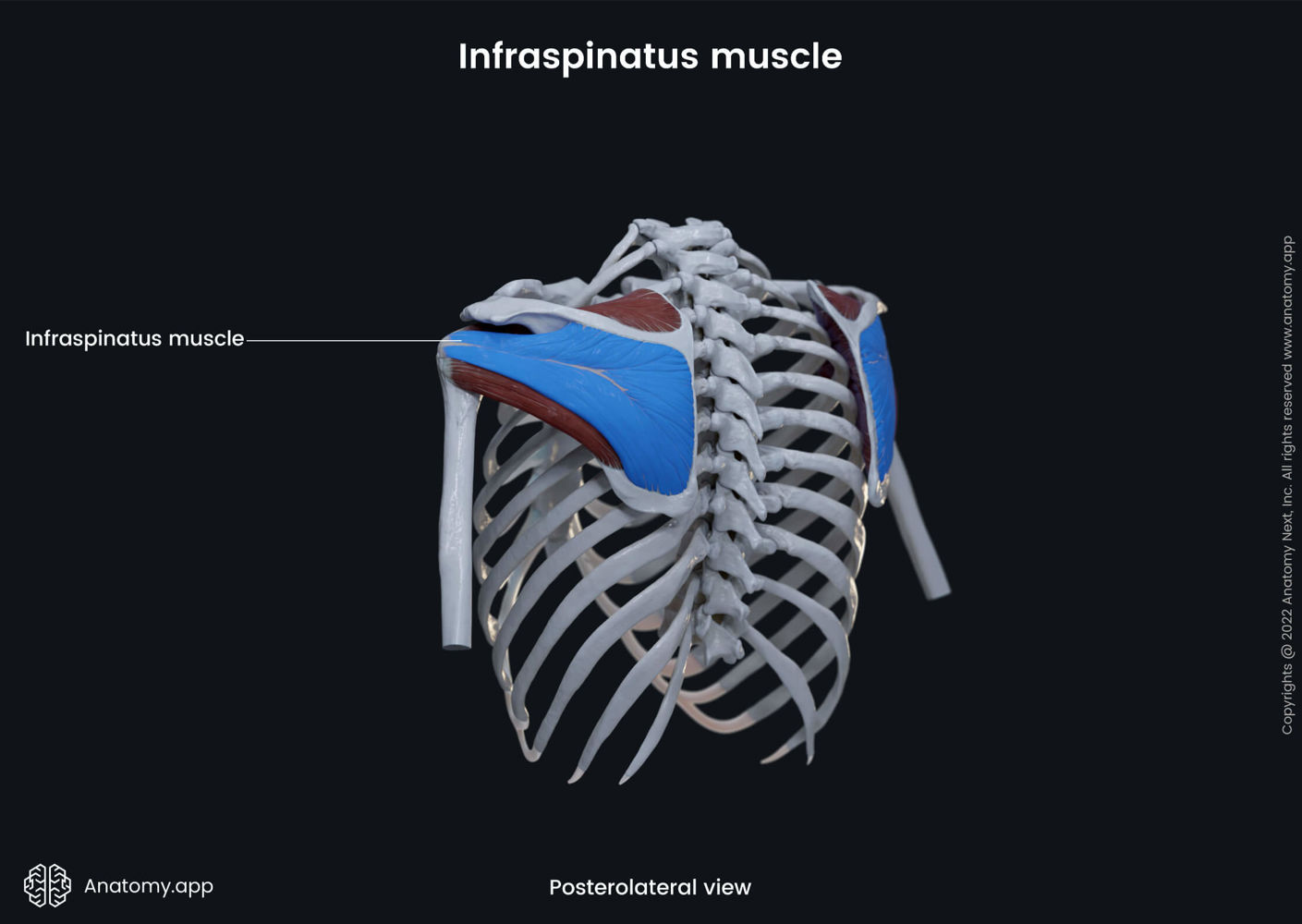 Infraspinatus (posterolateral view) | Anatomy.app