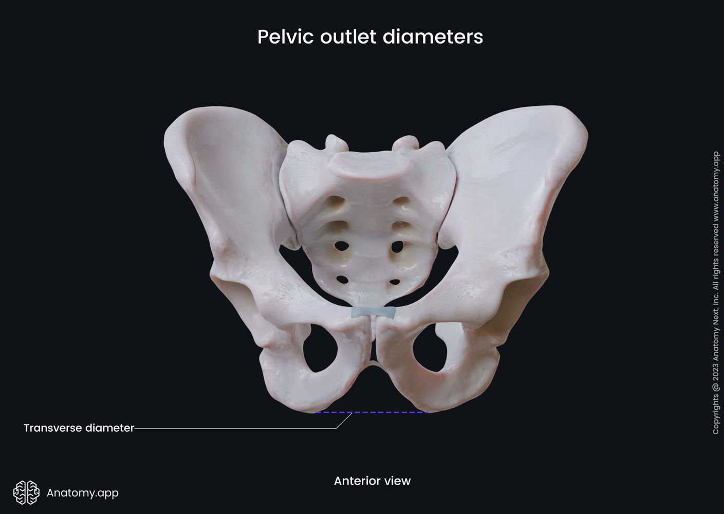 Pelvic outlet diameters (anterior view) | Anatomy.app