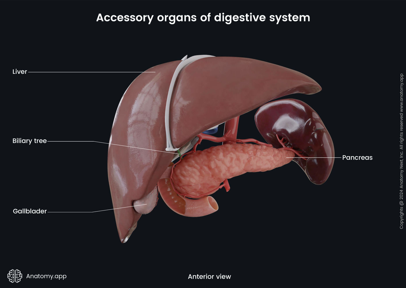Accessory organs of digestive system | Anatomy.app