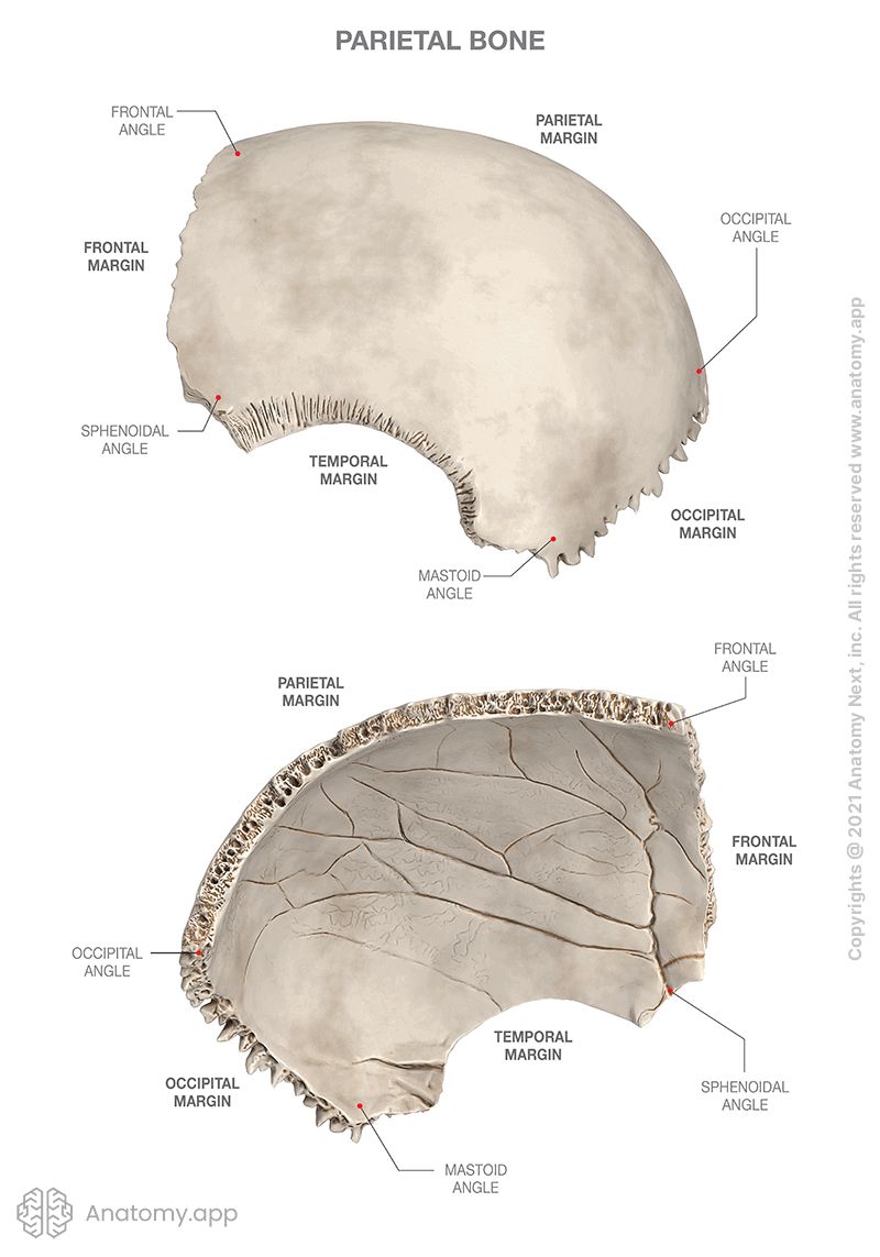 Angles and margins of parietal bone (external and internal aspect ...