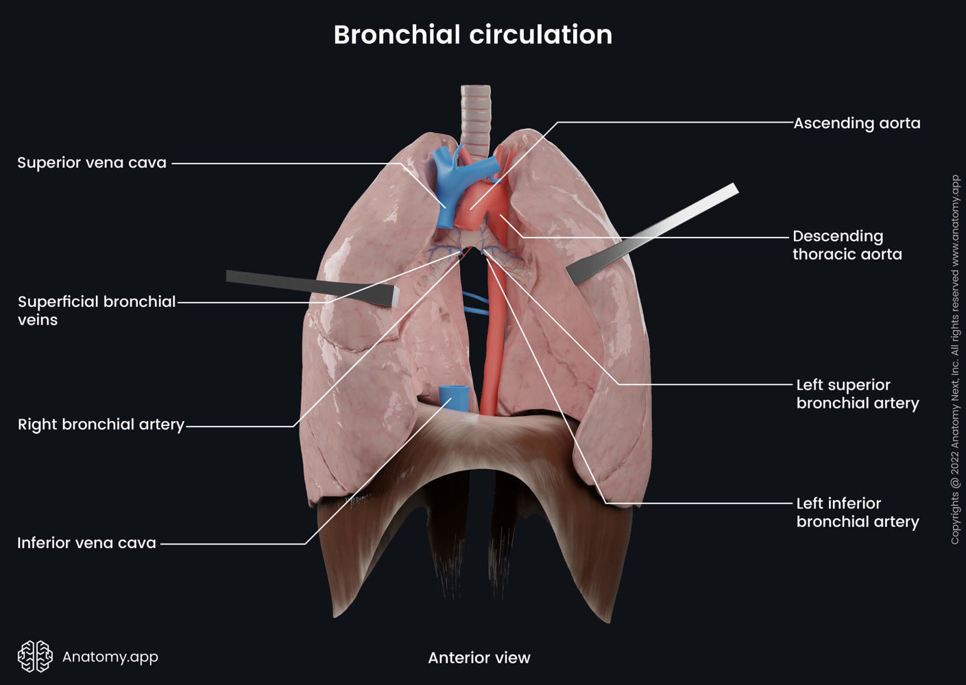 Bronchial circulation (anterior view) | Anatomy.app