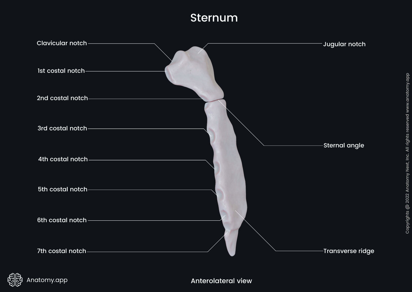 Landmarks of sternum (anterolateral view) | Anatomy.app