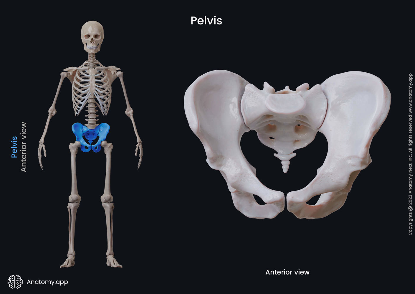 Pelvis | Anatomy.app