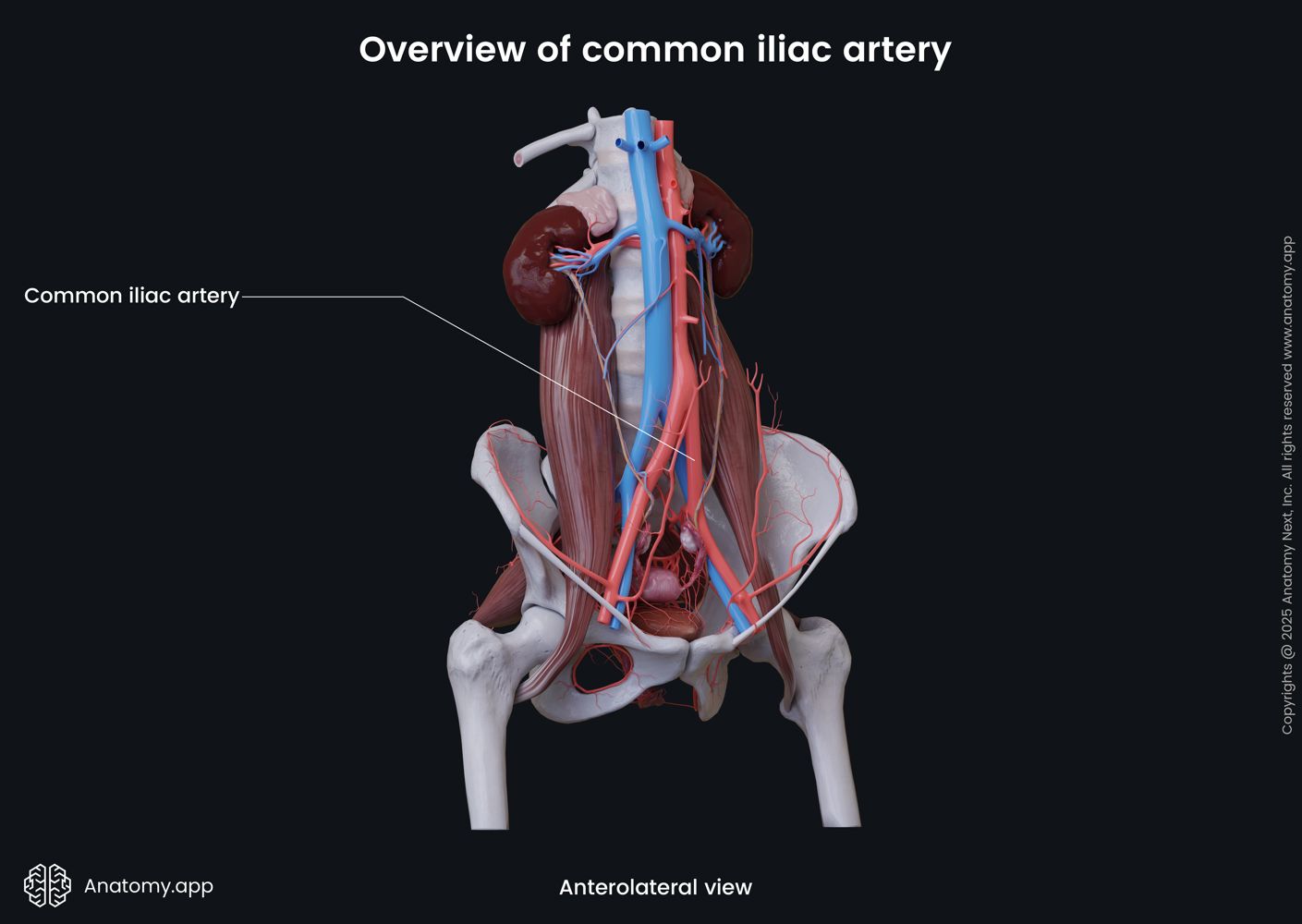 Overview of common iliac artery (female) | Anatomy.app