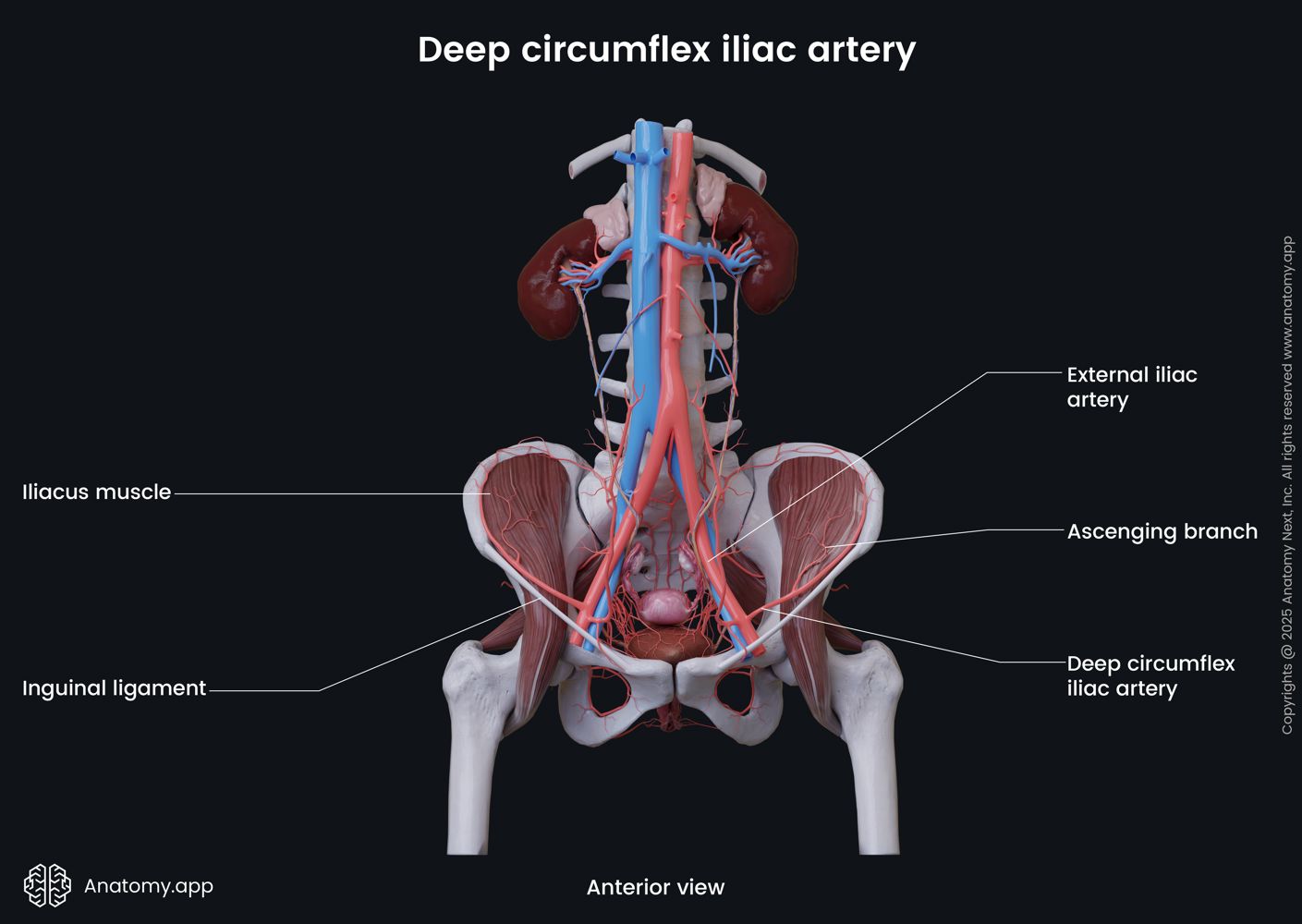 Deep circumflex iliac artery (female) | Anatomy.app