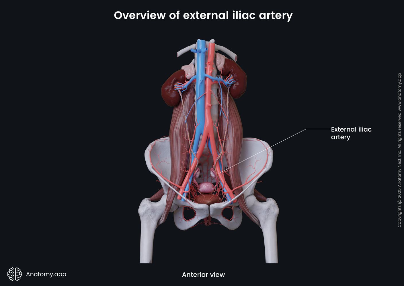Overview of external iliac artery (female) | Anatomy.app