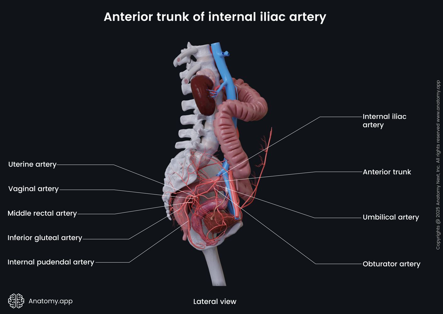 Anterior trunk of internal iliac artery (female) | Anatomy.app