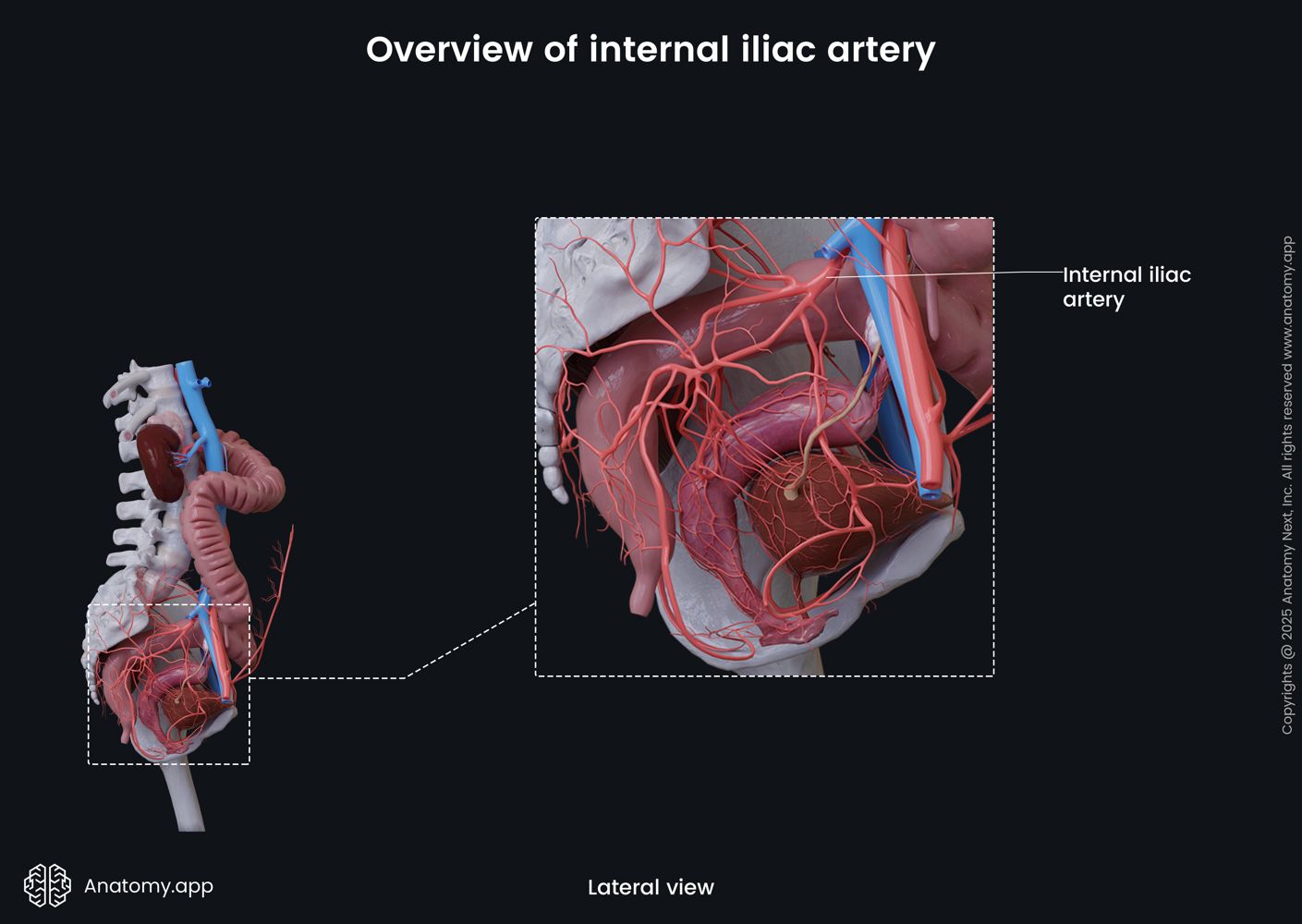 Overview of internal iliac artery (female) | Anatomy.app