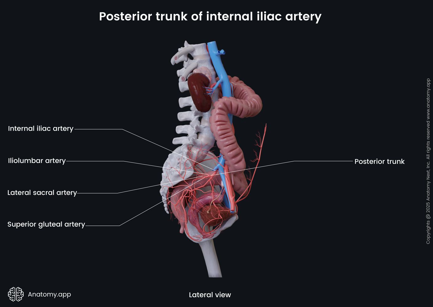 Posterior trunk of internal iliac artery (female) | Anatomy.app