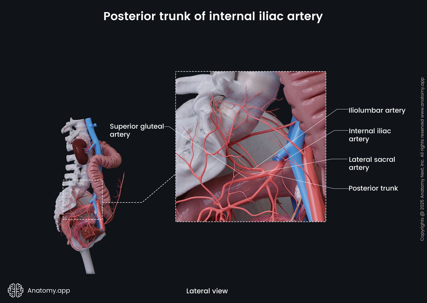 Posterior trunk of internal iliac artery (female) | Anatomy.app