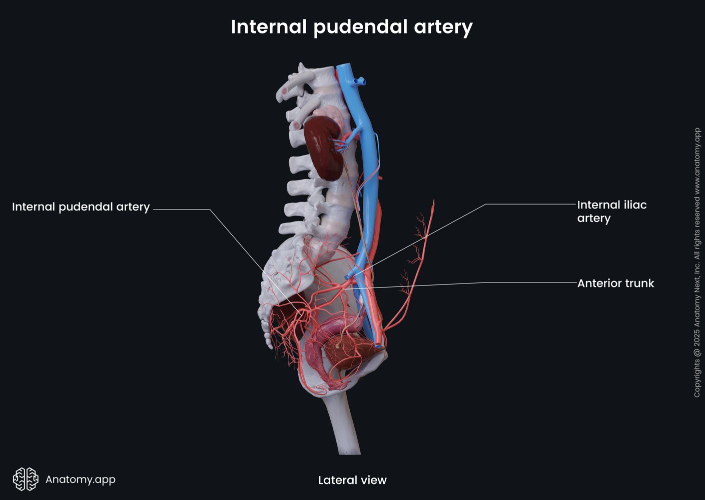 Internal pudendal artery (female) | Anatomy.app