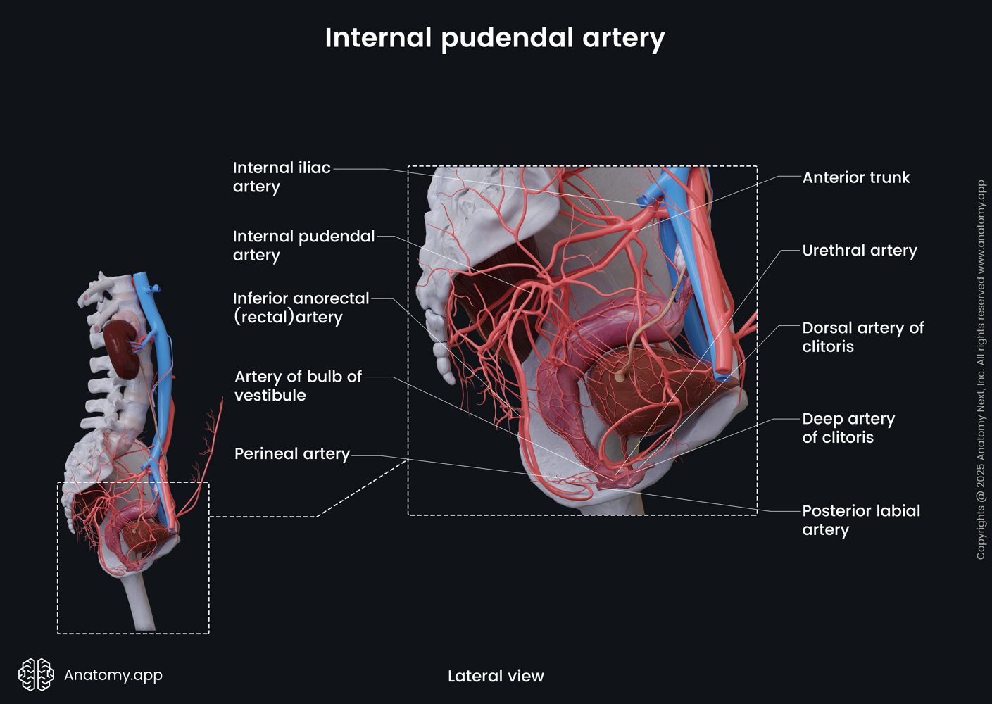 Internal pudendal artery (female) | Anatomy.app