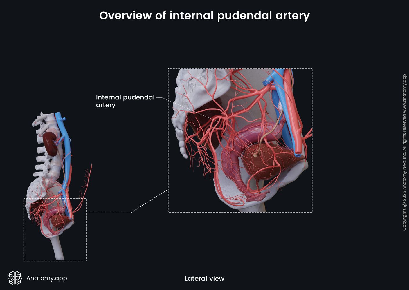 Overview of internal pudendal artery (female) | Anatomy.app