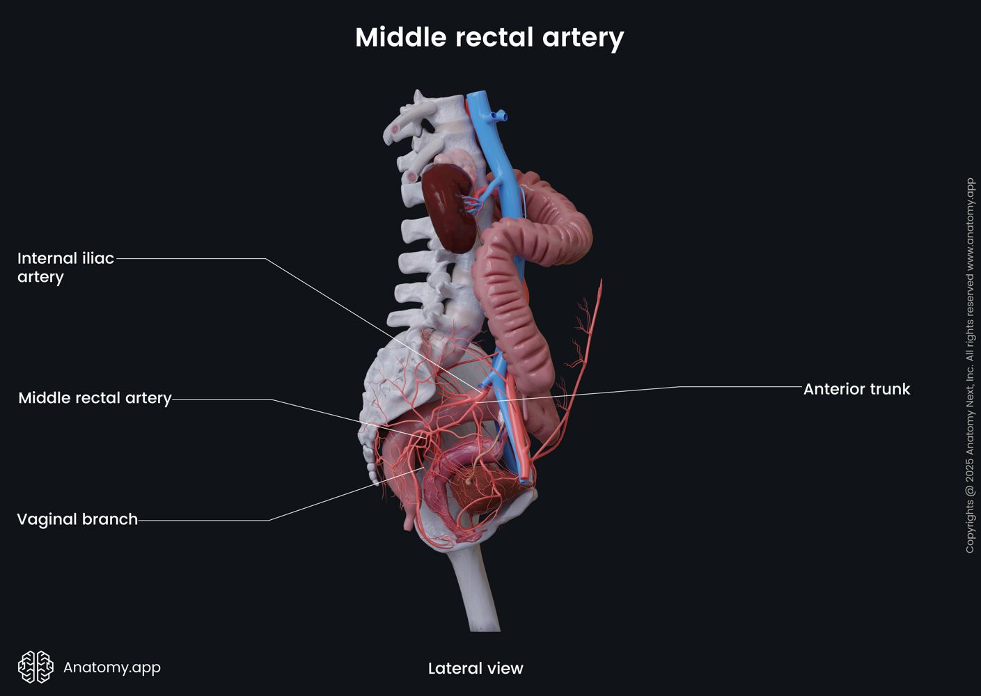 Middle rectal artery (female) | Anatomy.app