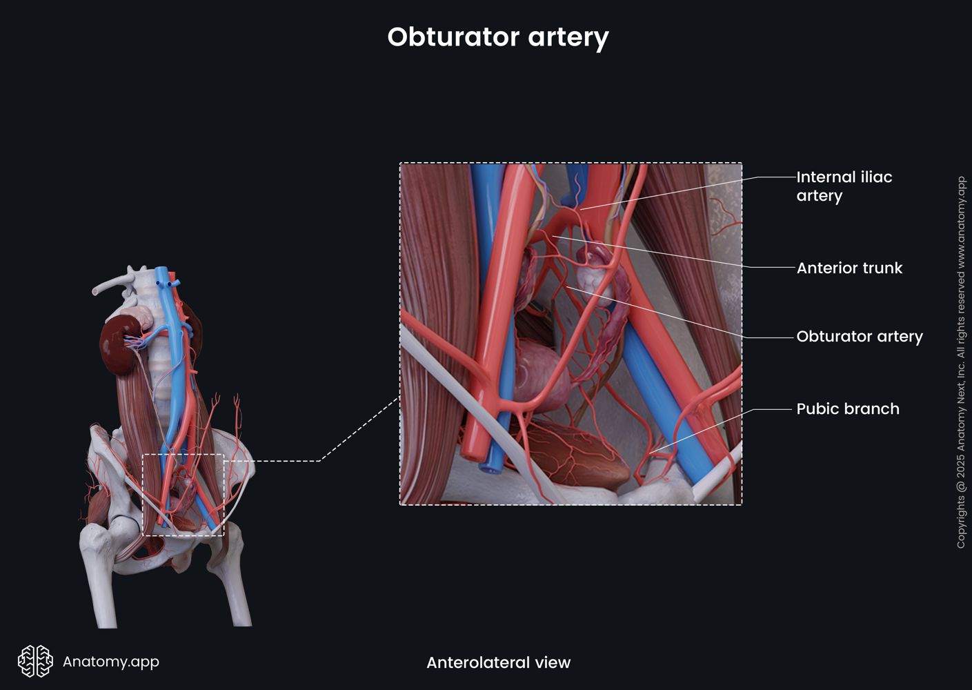 Obturator artery (female) | Anatomy.app
