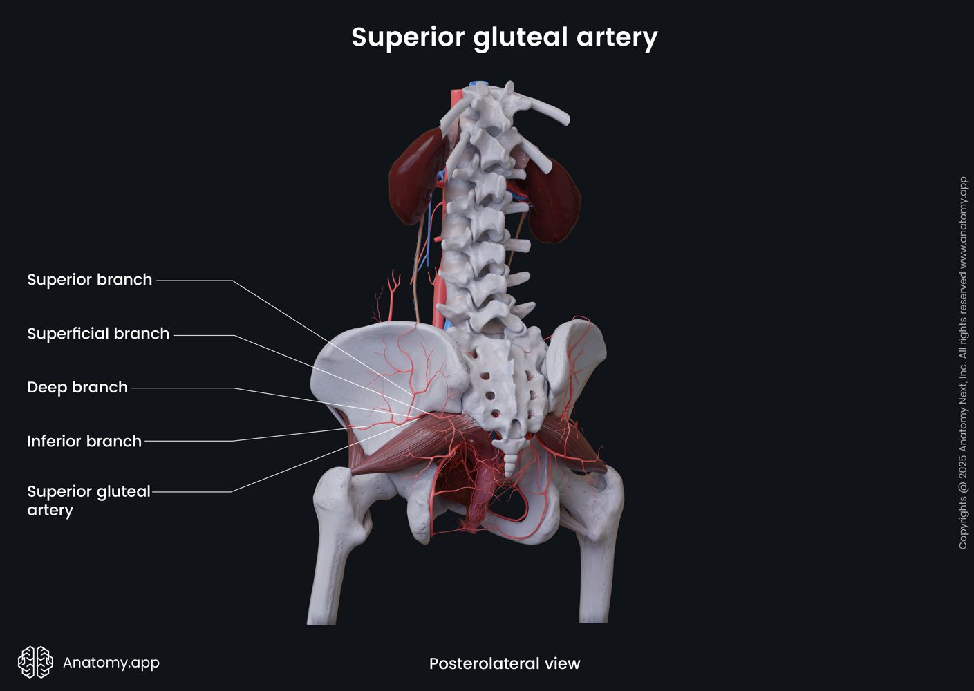 Superior gluteal artery (female) | Anatomy.app