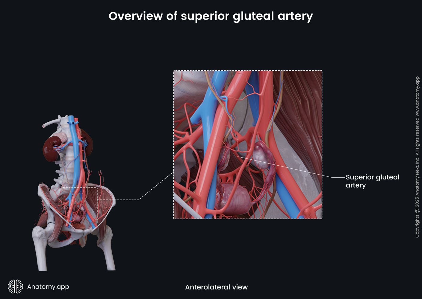 Overview of superior gluteal artery (female) | Anatomy.app