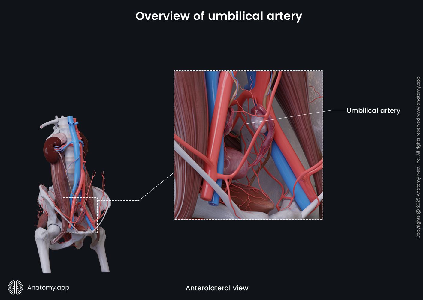 Overview of umbilical artery (female) | Anatomy.app