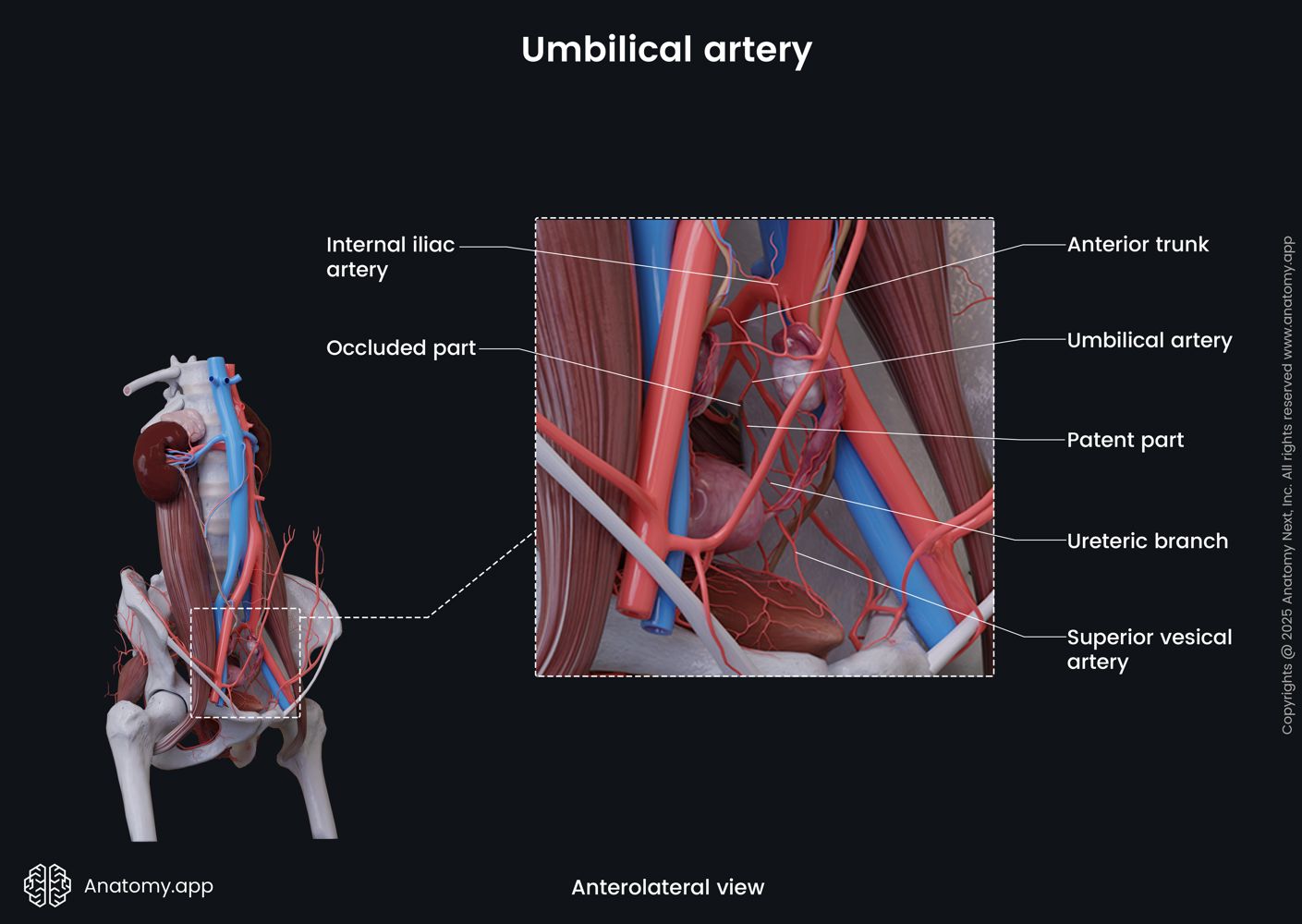 Umbilical artery (female) | Anatomy.app