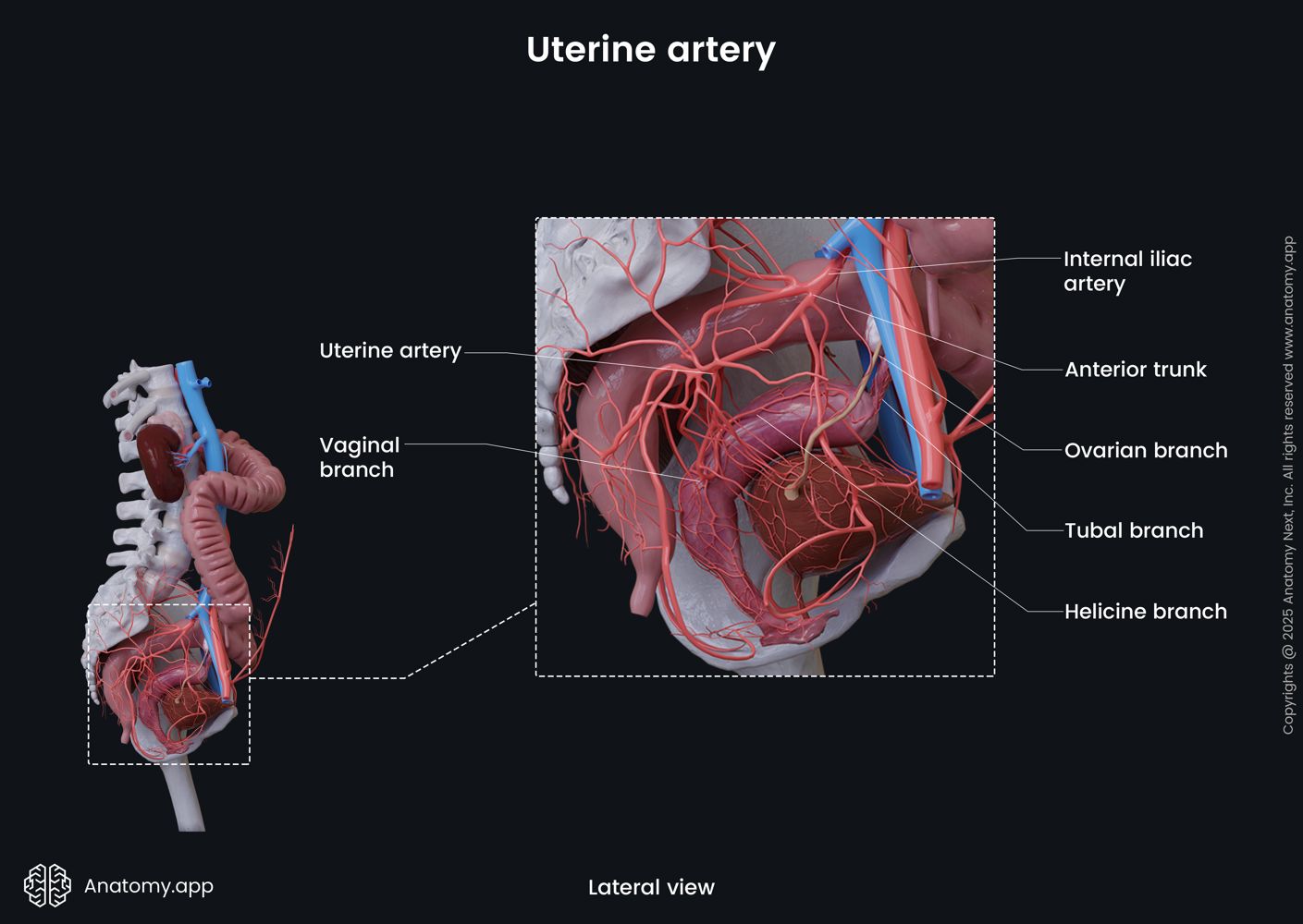Uterine artery | Anatomy.app