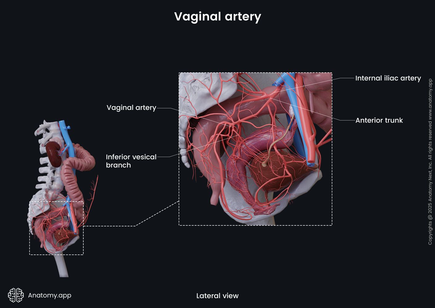 Vaginal artery | Anatomy.app