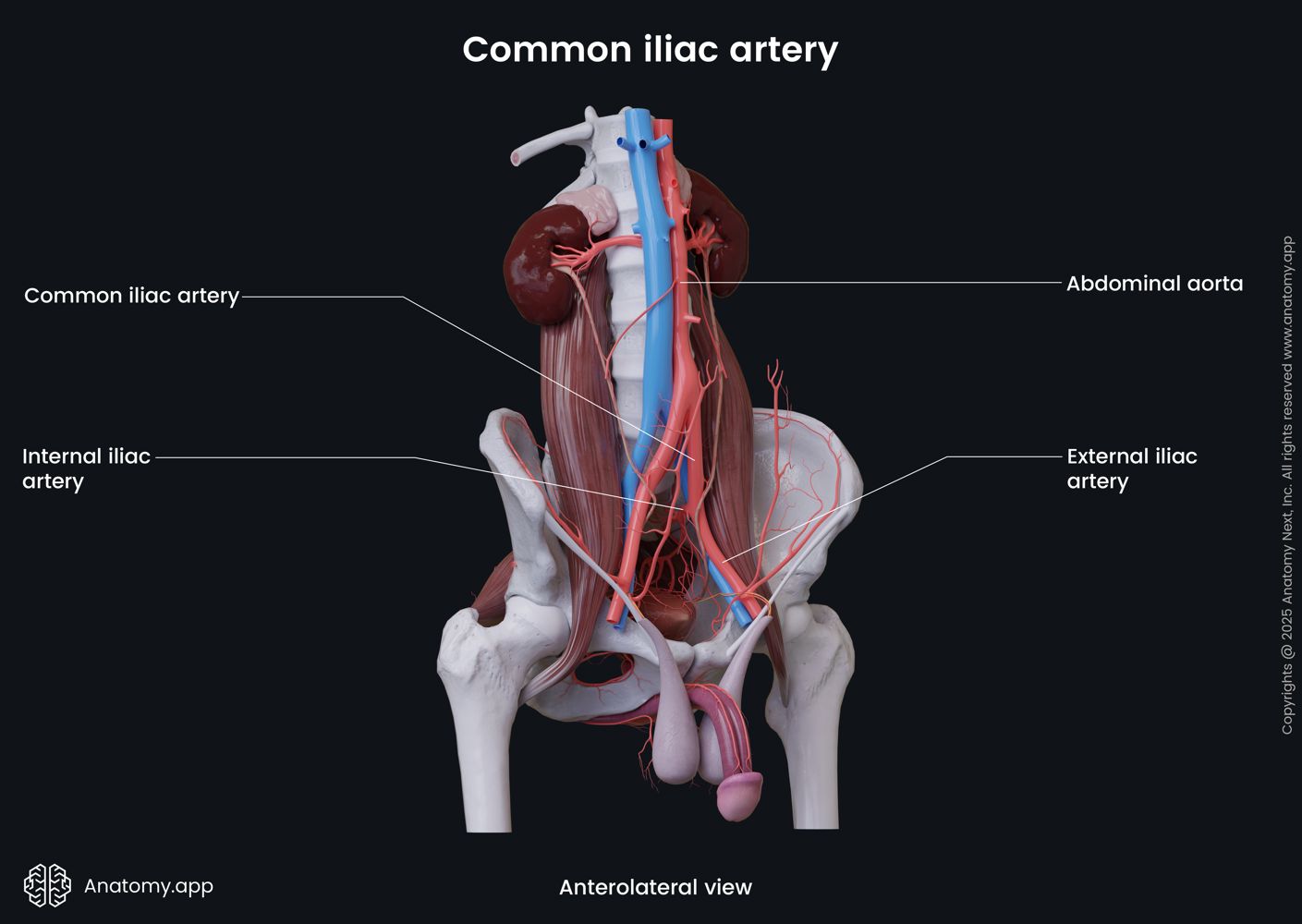 Common iliac artery (male) | Anatomy.app