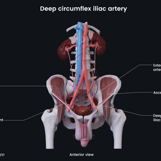 Deep muscles of back (overview) | Anatomy.app