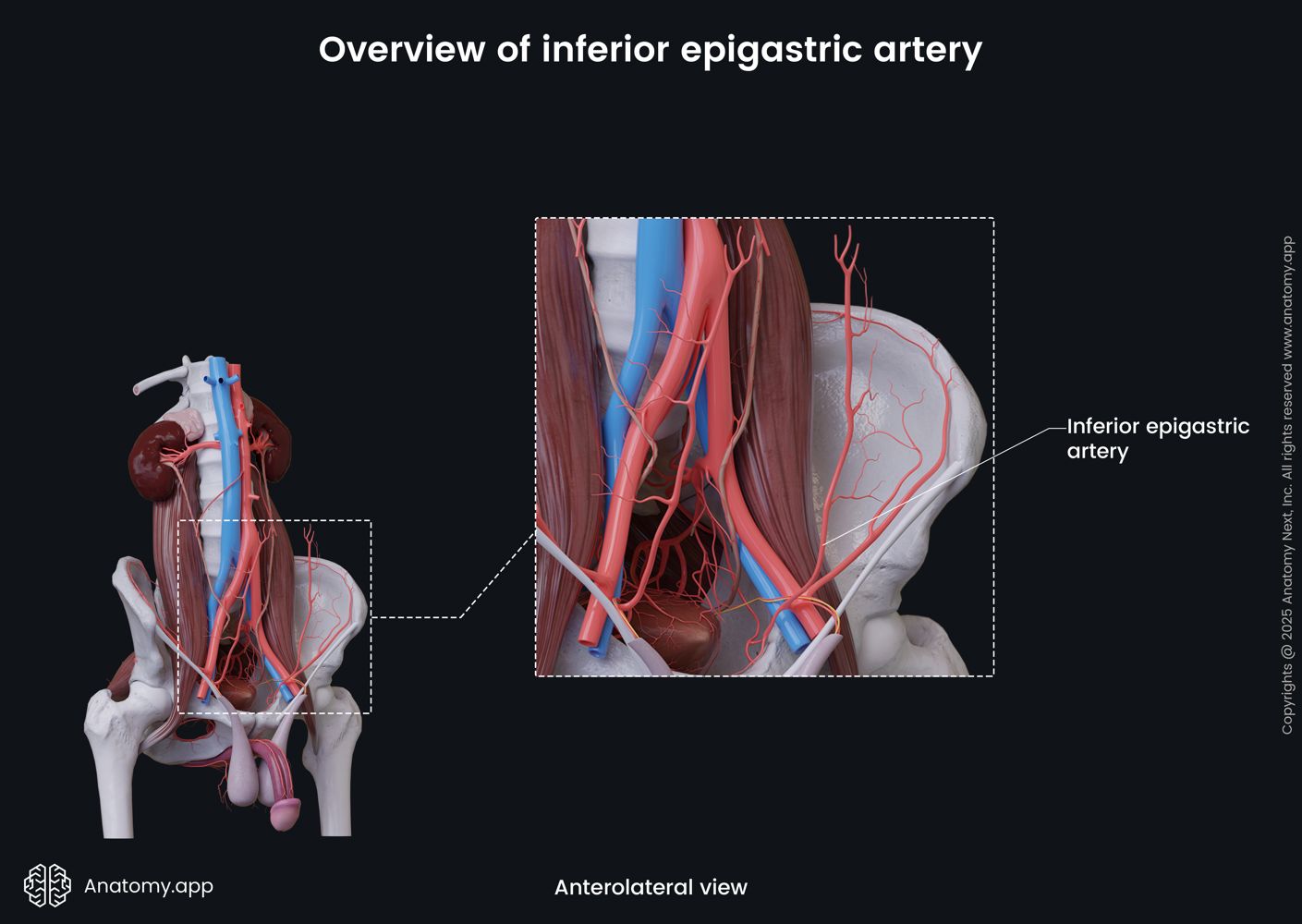 Overview of inferior epigastric artery (male) | Anatomy.app