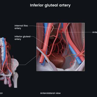 Inferior vesical artery (female pelvis) | Anatomy.app