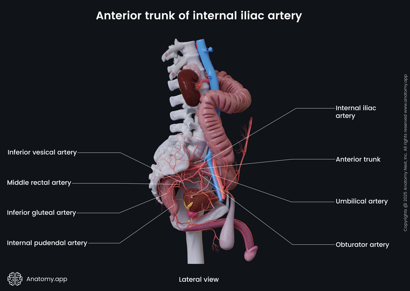 Anterior trunk of internal iliac artery (male) | Anatomy.app