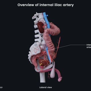 Internal pudendal artery (female pelvis) | Anatomy.app