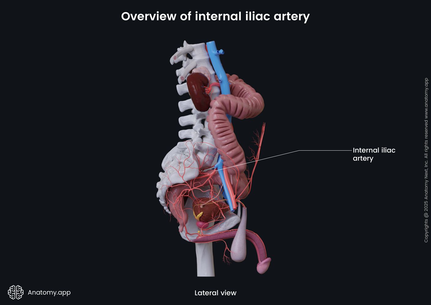 Overview of internal iliac artery (male) | Anatomy.app