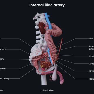Branches of popliteal artery | Anatomy.app