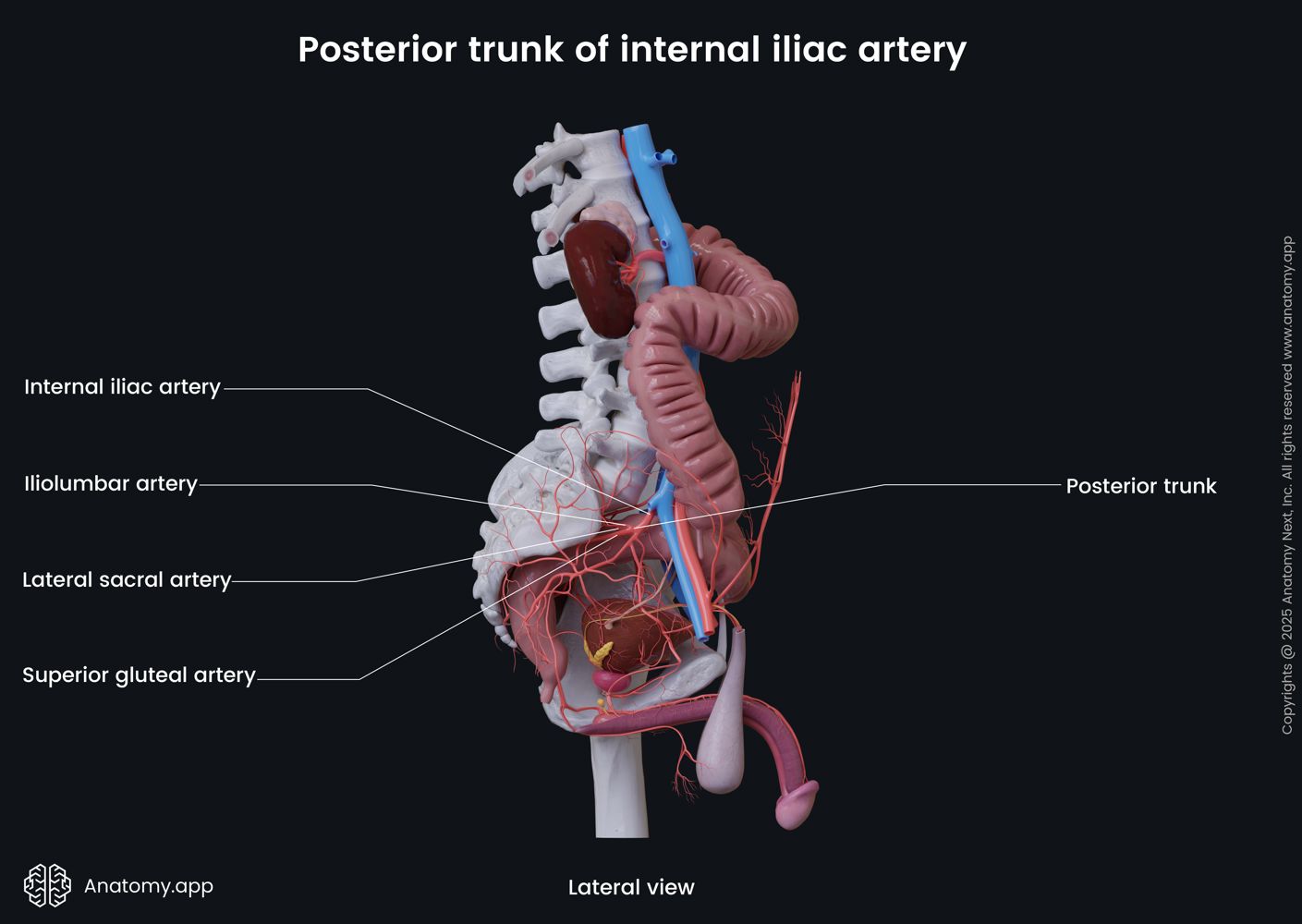 Posterior trunk of internal iliac artery (male) | Anatomy.app