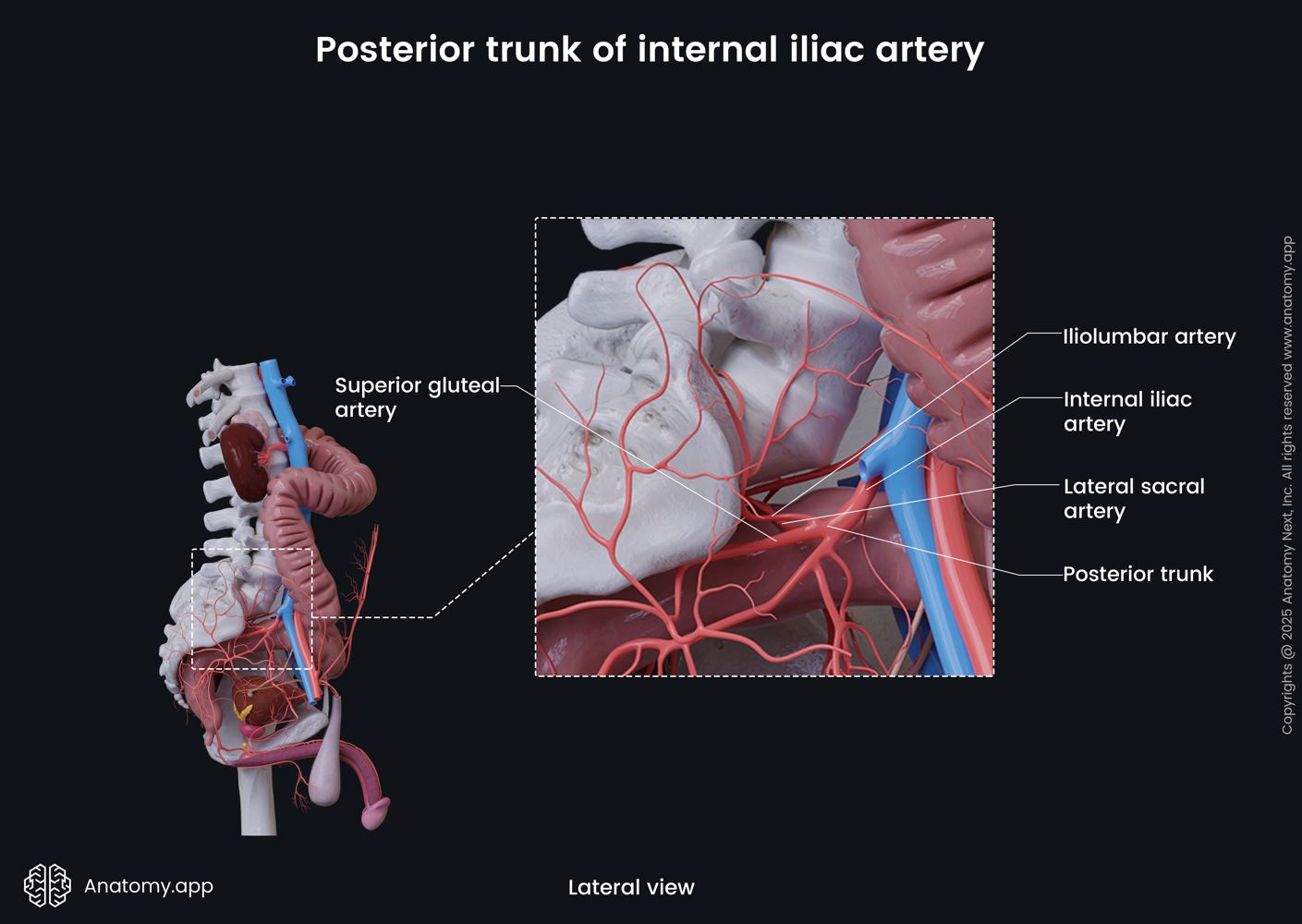 Posterior trunk of internal iliac artery (male) | Anatomy.app