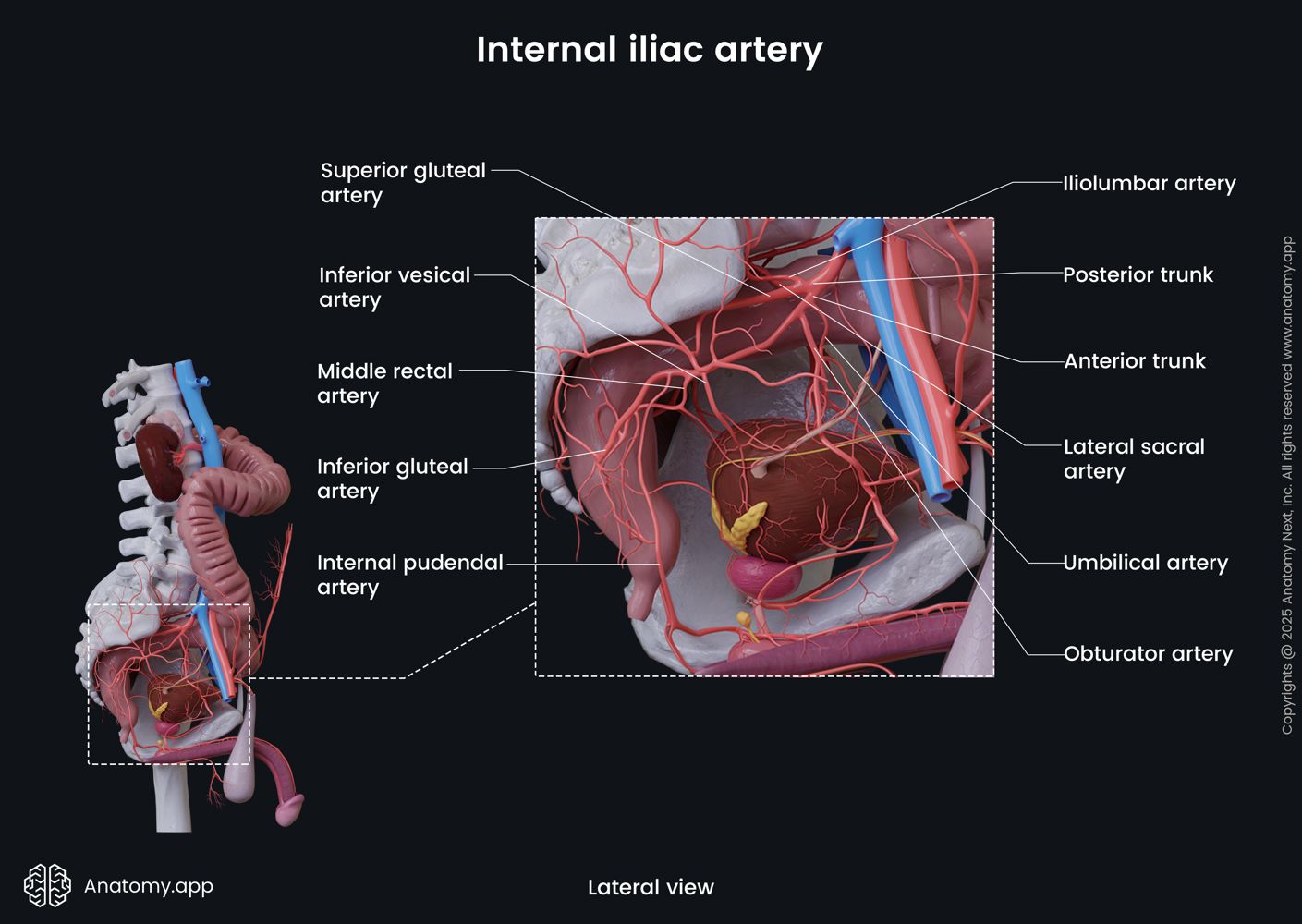Internal iliac artery (male) | Anatomy.app