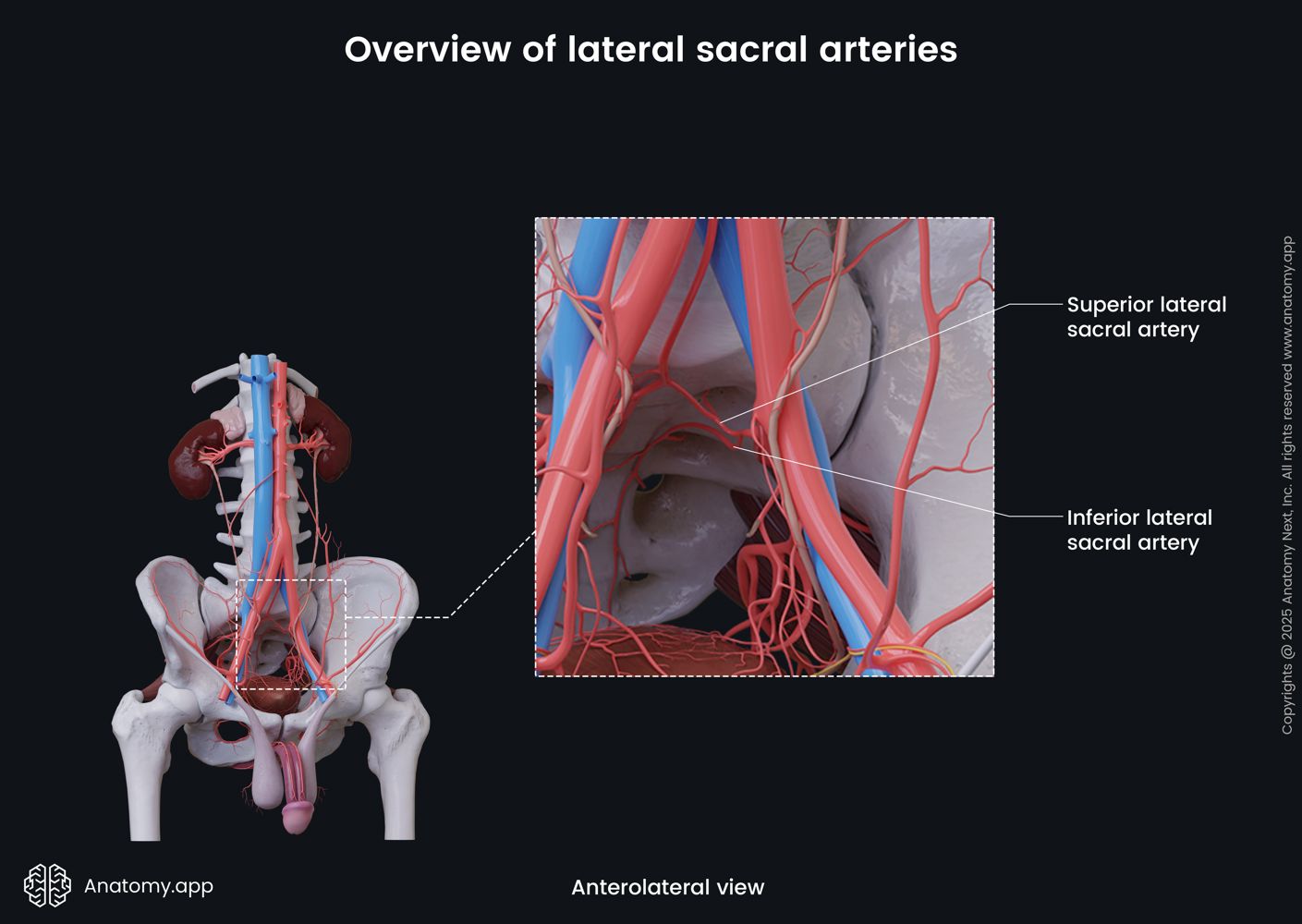 Overview of lateral sacral arteries (male) | Anatomy.app