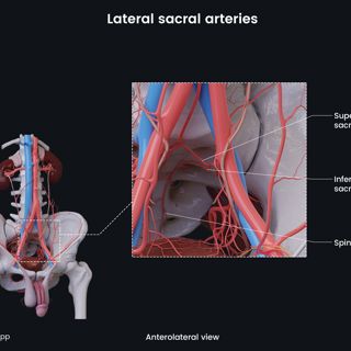 Transverse cervical artery | Anatomy.app