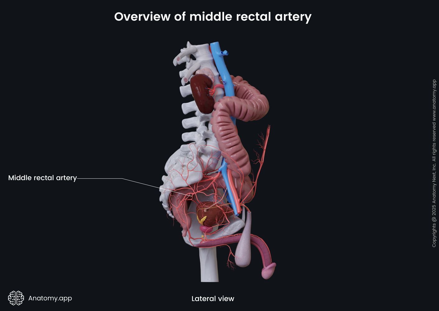 Overview of middle rectal artery (male) | Anatomy.app