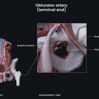 Overview of internal iliac artery | Anatomy.app