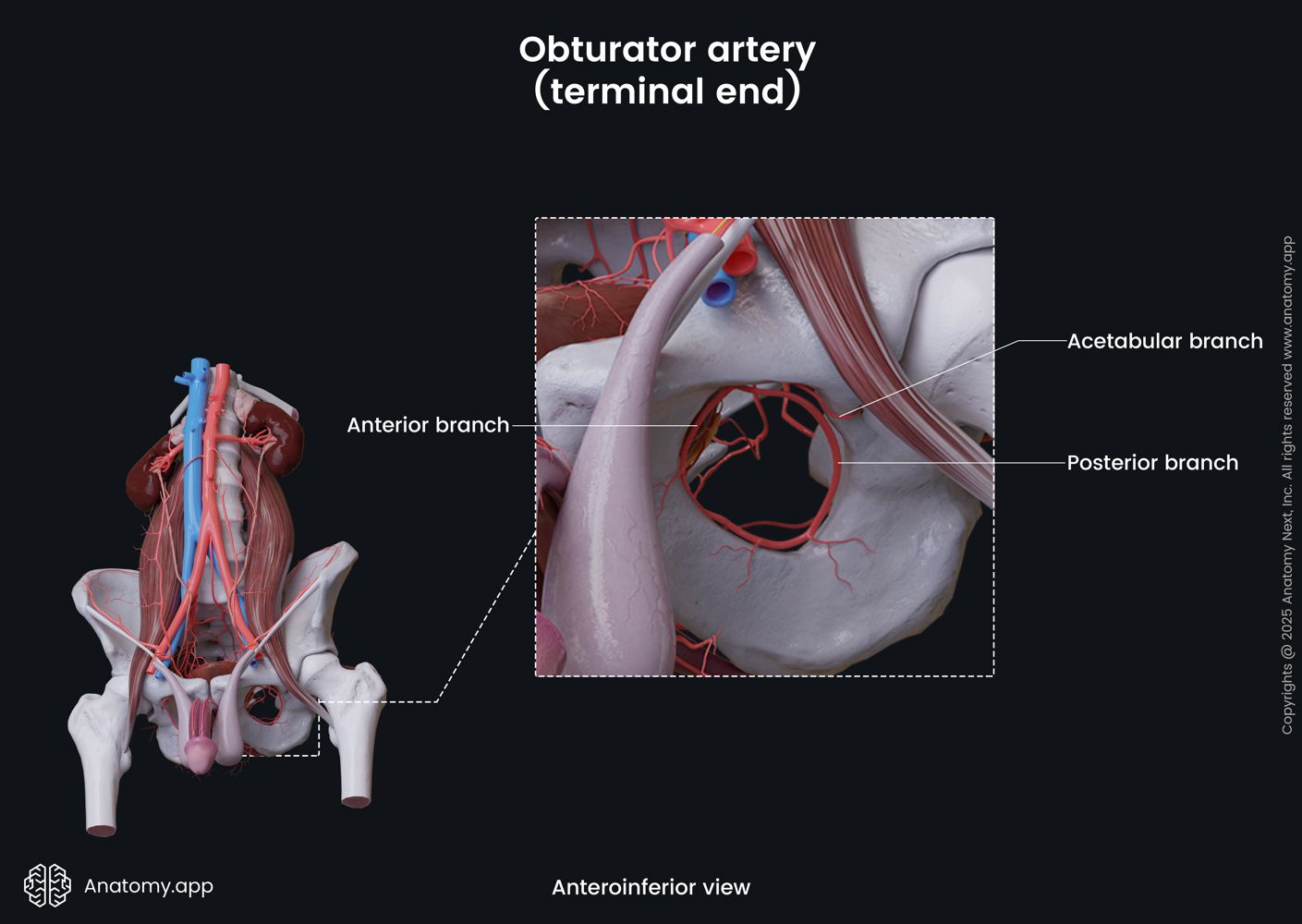 Obturator artery (terminal end) (male) | Anatomy.app