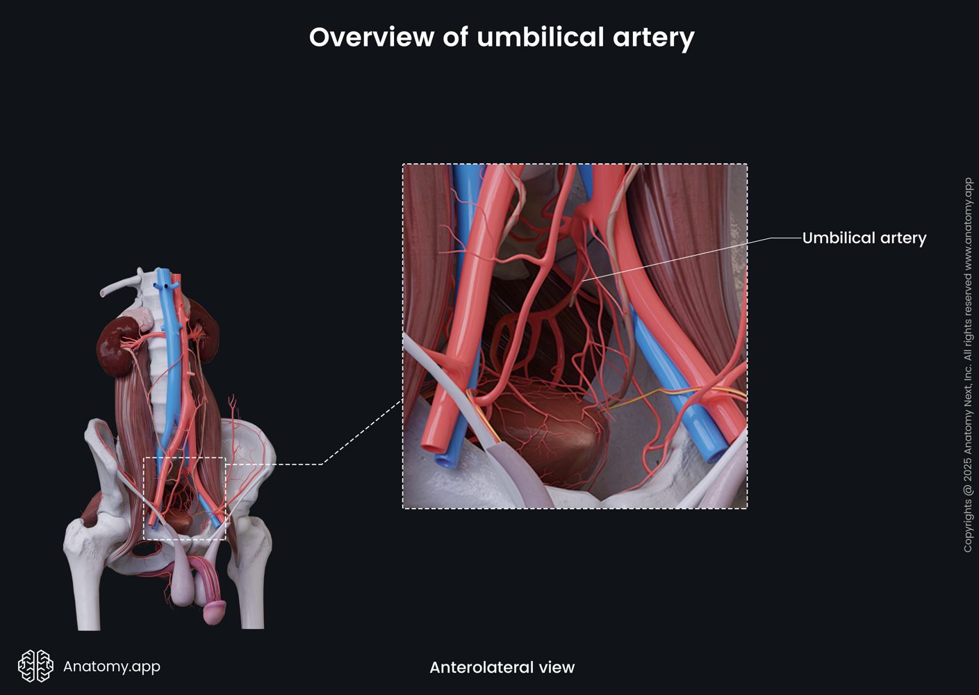 Overview of umbilical artery (male) | Anatomy.app