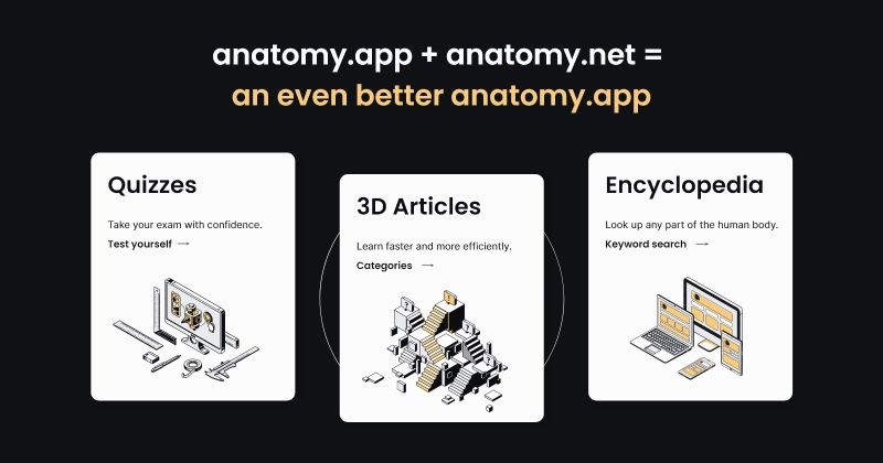 Anatomy.app news in December | Blog | Anatomy.app | Learn anatomy | 3D ...